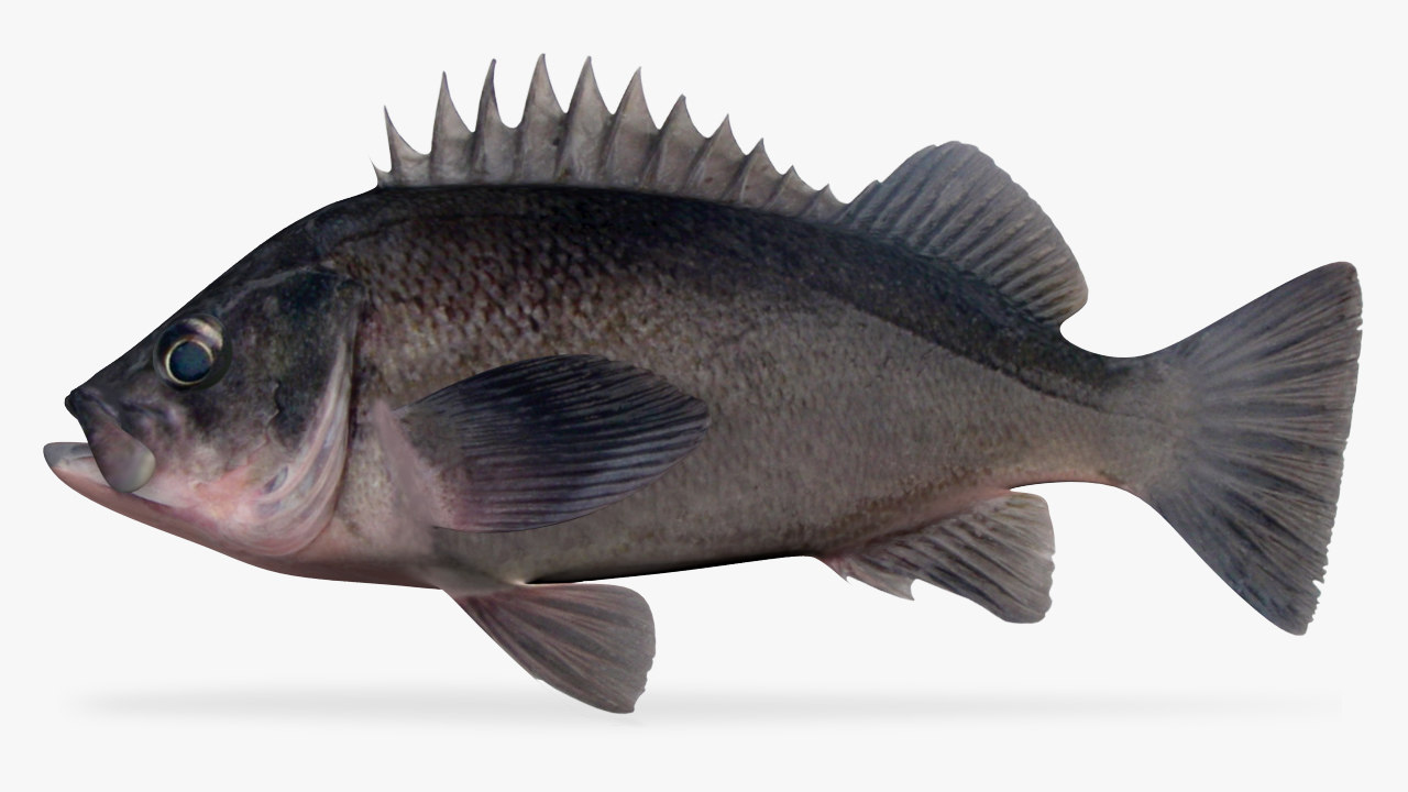 Dusky rockfish 3D - TurboSquid 1541987