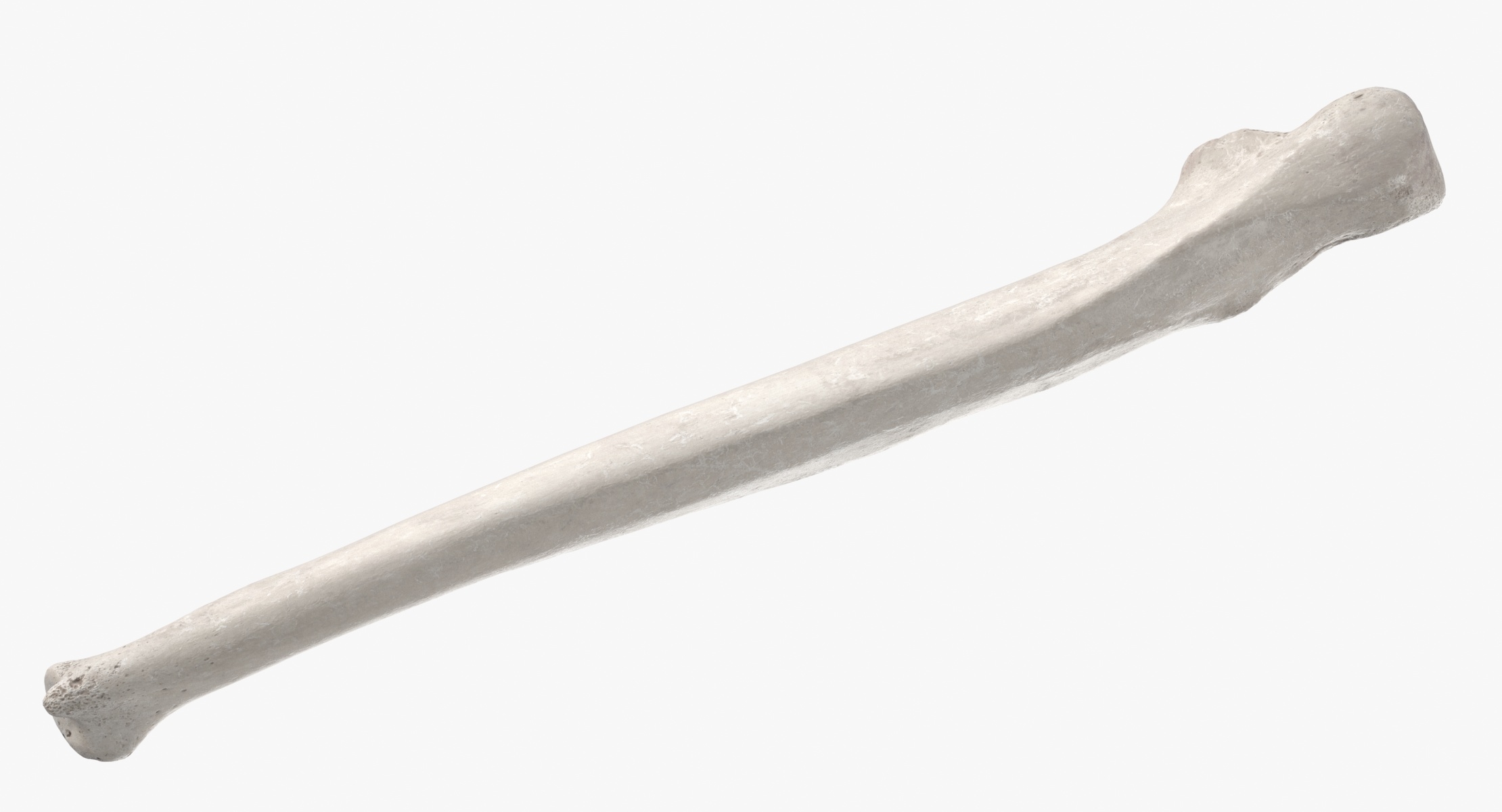 Human ulna bone 01 3D model - TurboSquid 1542108