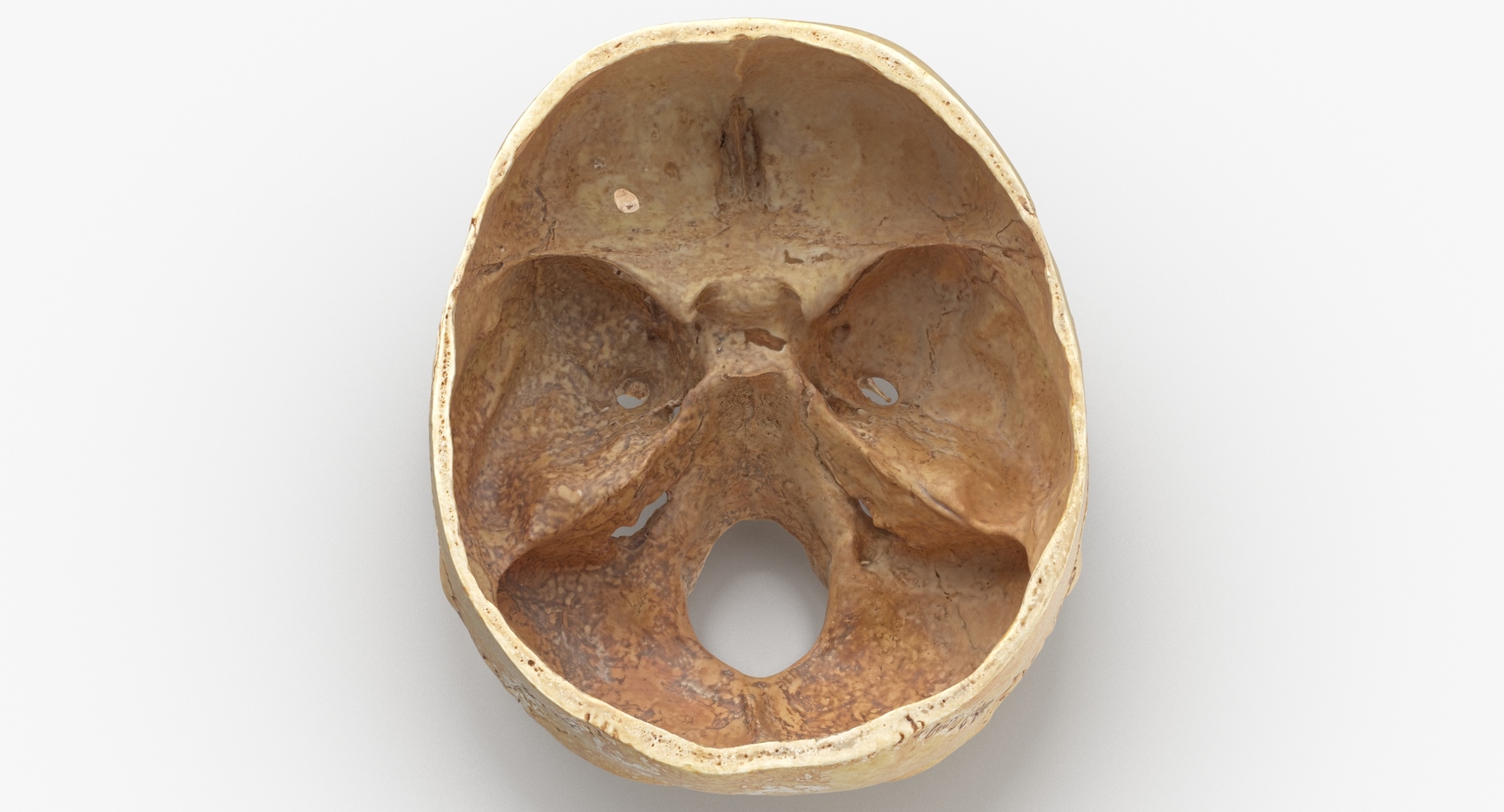 modèle 3D de Crâne humain réel Cranial 02 Cut - TurboSquid 1542114
