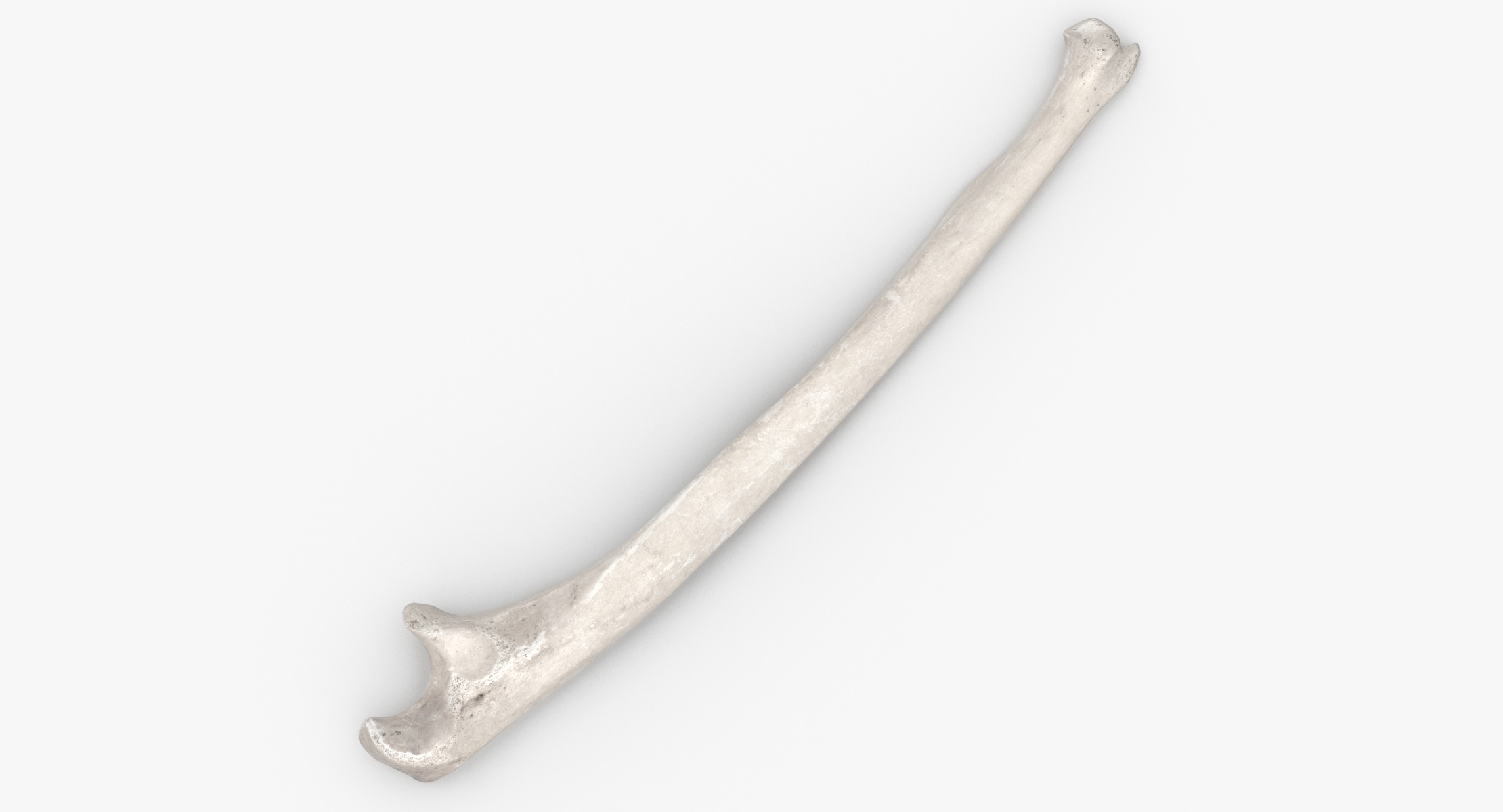 Human ulna bone 01 3D model - TurboSquid 1542108