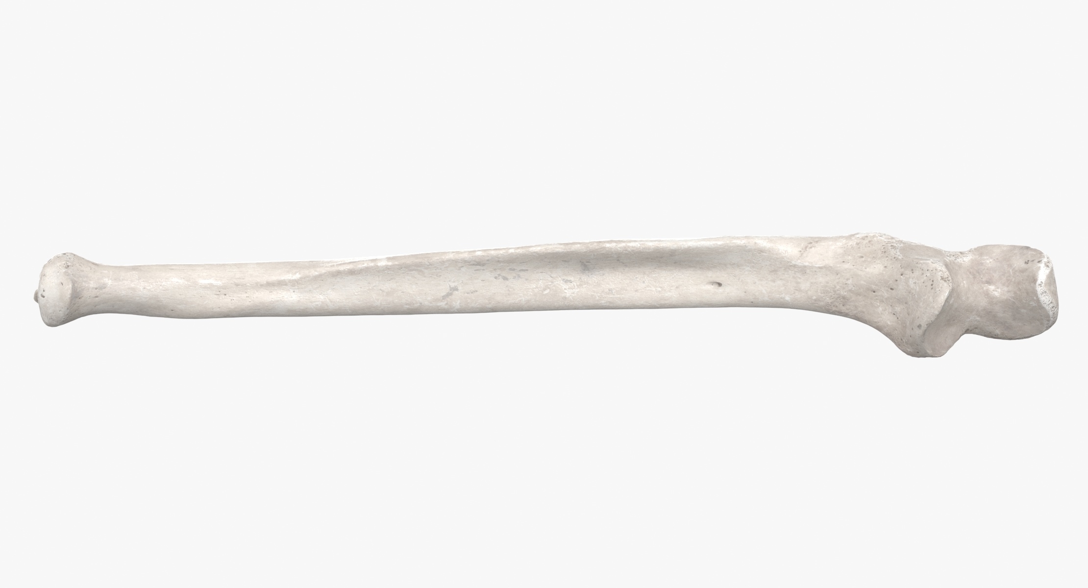 Human ulna bone 01 3D model - TurboSquid 1542108