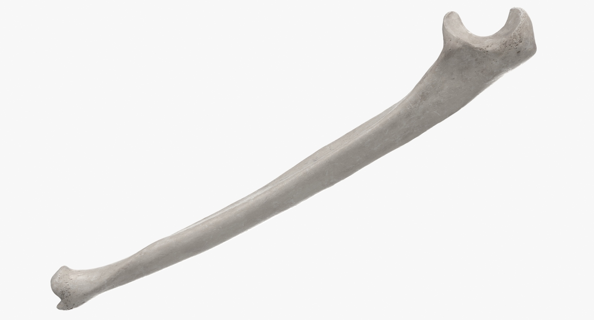 Human ulna bone 01 3D model - TurboSquid 1542108