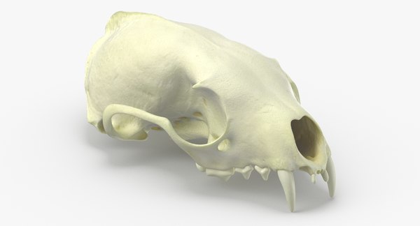 White breasted marten skull 3D model - TurboSquid 1542128