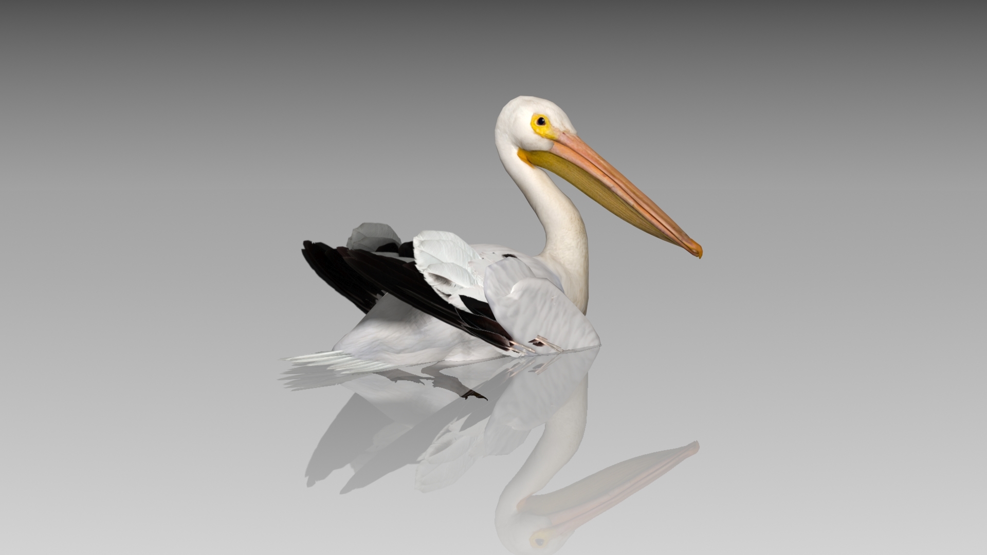 Pelican 3D-Modell - TurboSquid 1542256