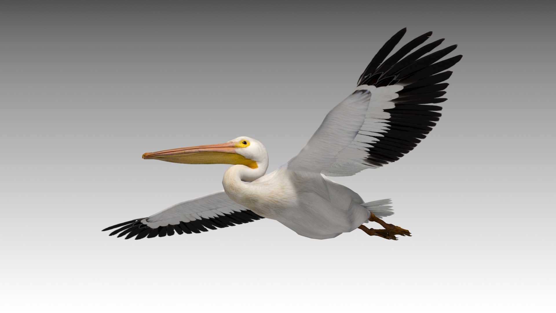 Pelican 3D-Modell - TurboSquid 1542256