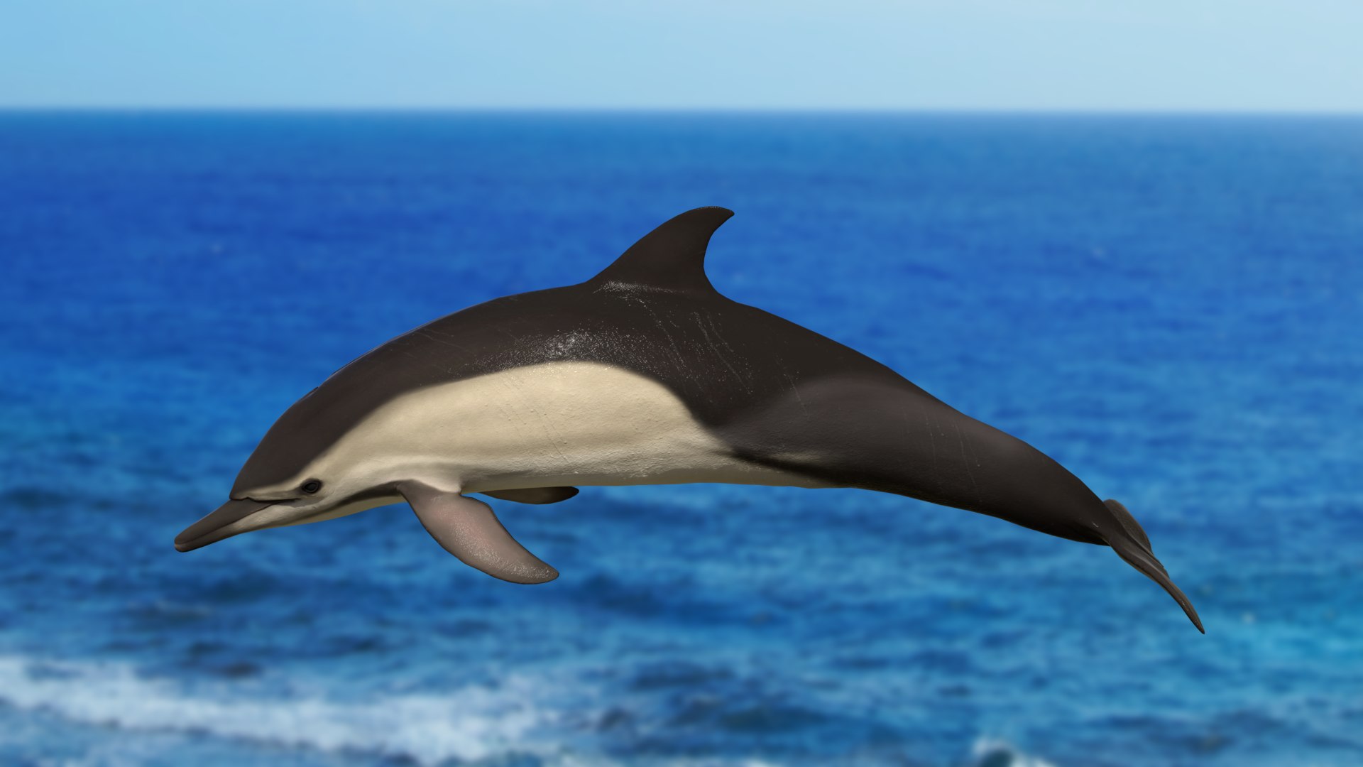 3D marine rigging animation delphinus - TurboSquid 1542588