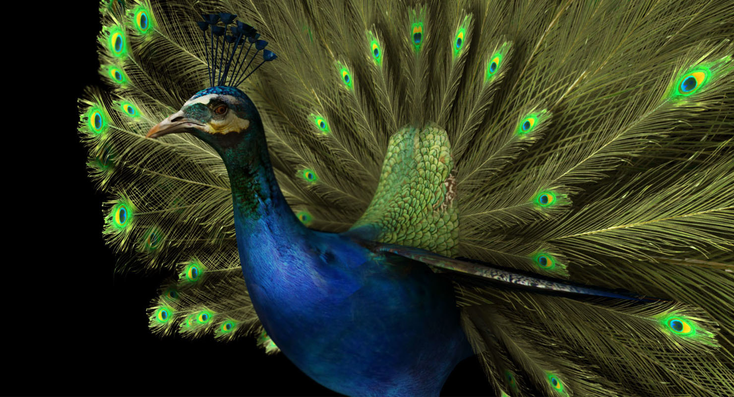 3D Model Peacock TurboSquid 1542592 3d-model-peacock-turbosquid-1542592