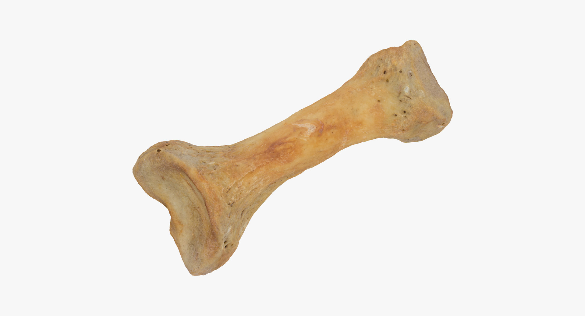 Proximal phalanx bone fourth 3D model - TurboSquid 1542831