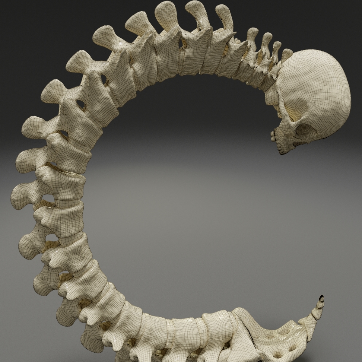 3D letter c bones skeleton model - TurboSquid 1543301