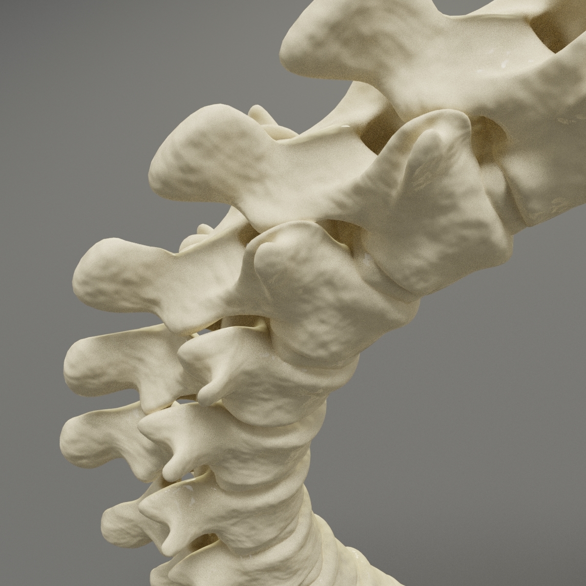 3D letter c bones skeleton model - TurboSquid 1543301