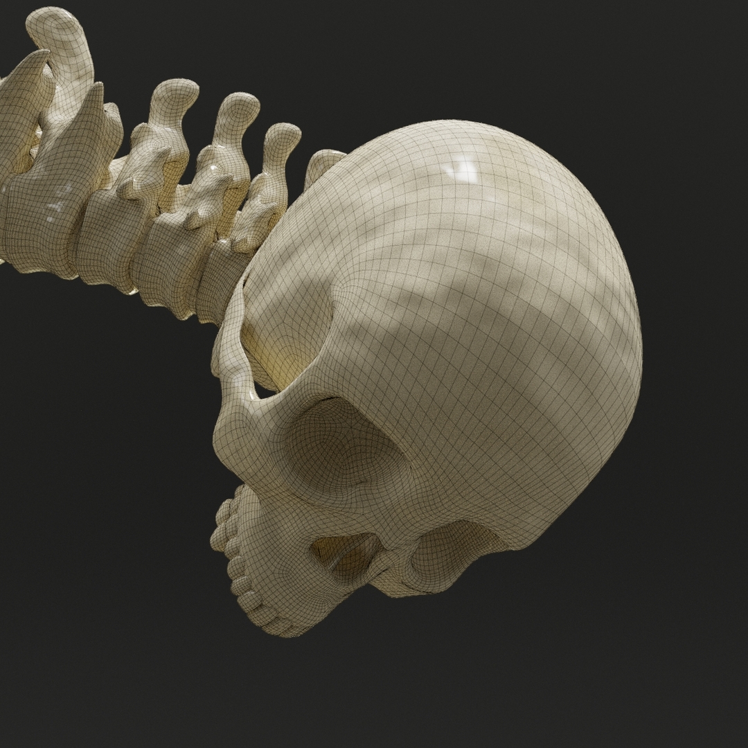 3D letter c bones skeleton model - TurboSquid 1543301