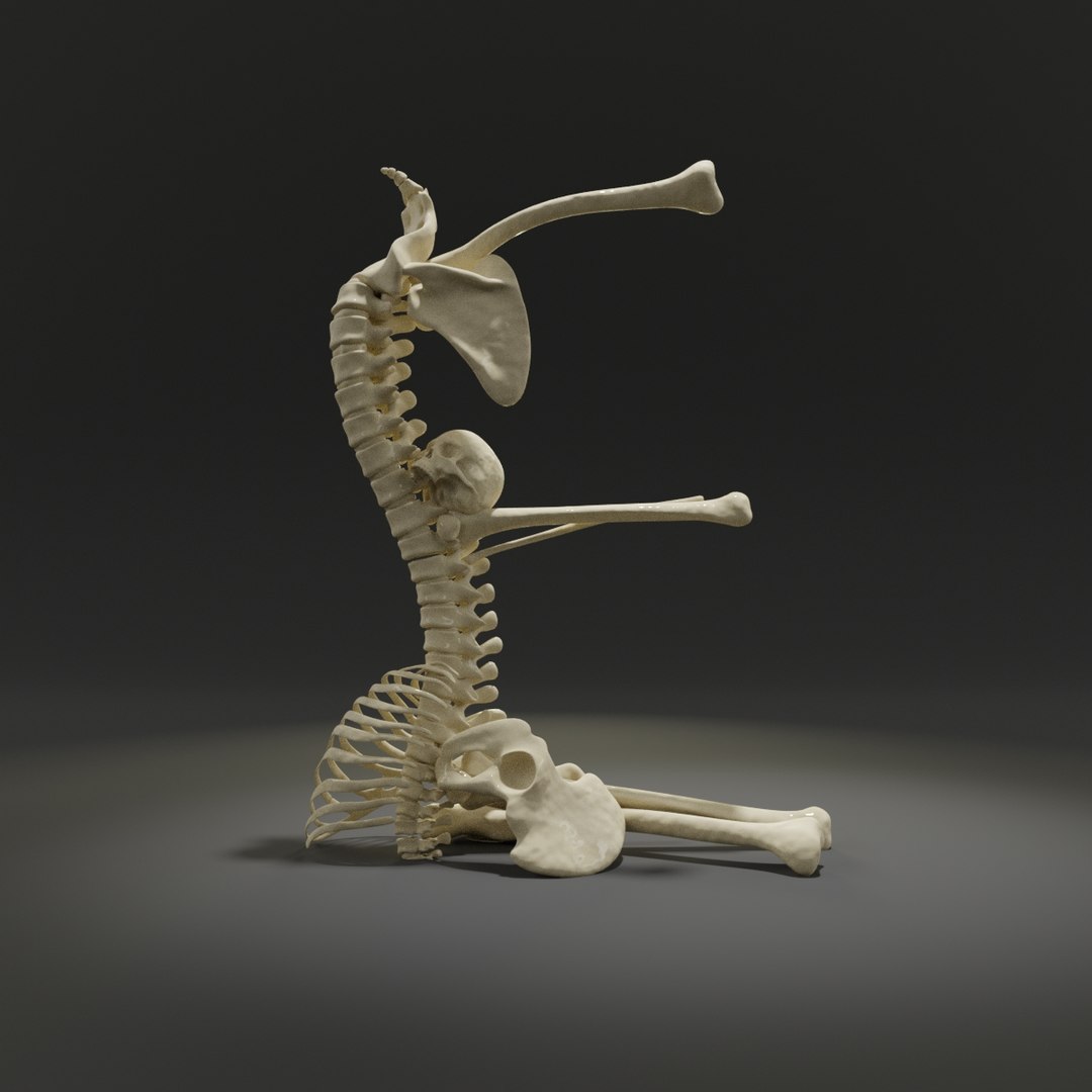 Letter e bones skeleton 3D - TurboSquid 1543462