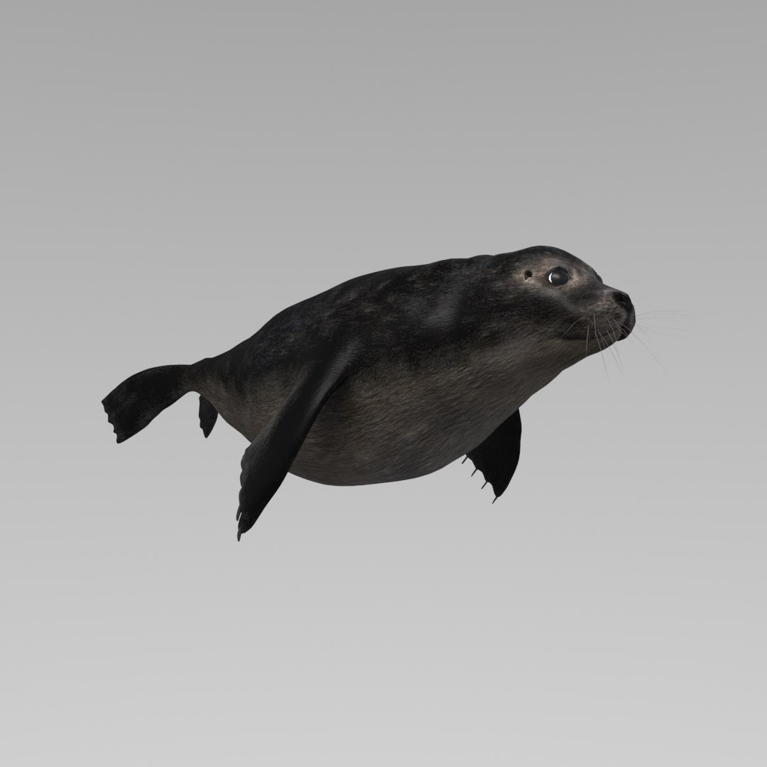 Seal animation rigging 3D model - TurboSquid 1543688