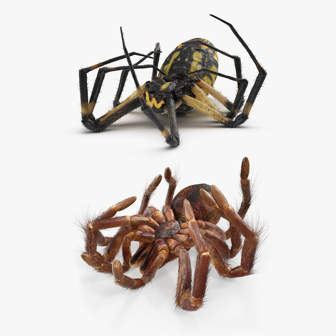 Dead spiders 3D model - TurboSquid 1543900