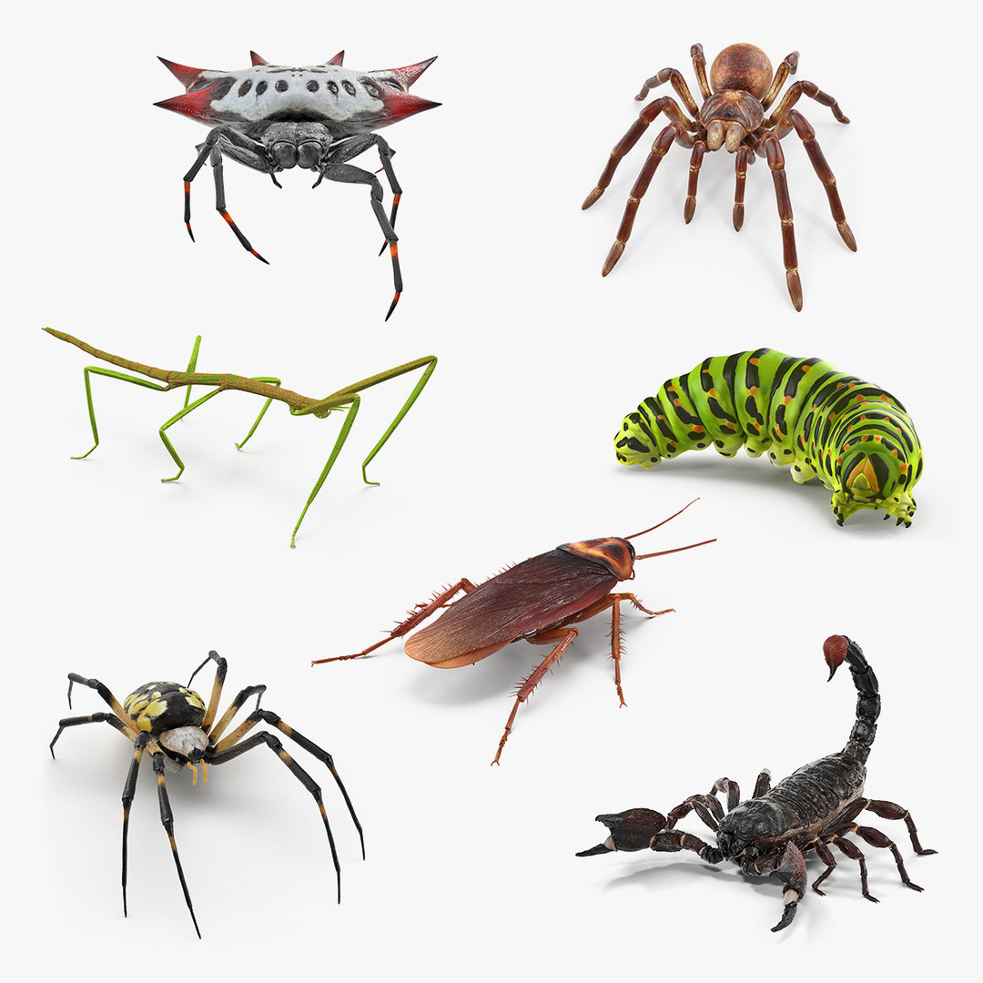 3D creeping insects - TurboSquid 1544220