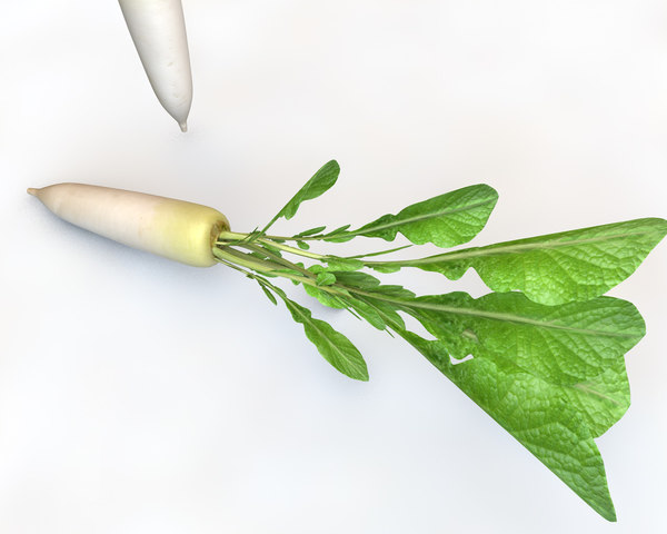 radish 3d model
