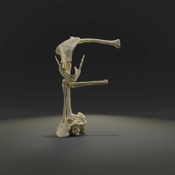 3D letter f bones skeleton model - TurboSquid 1544826