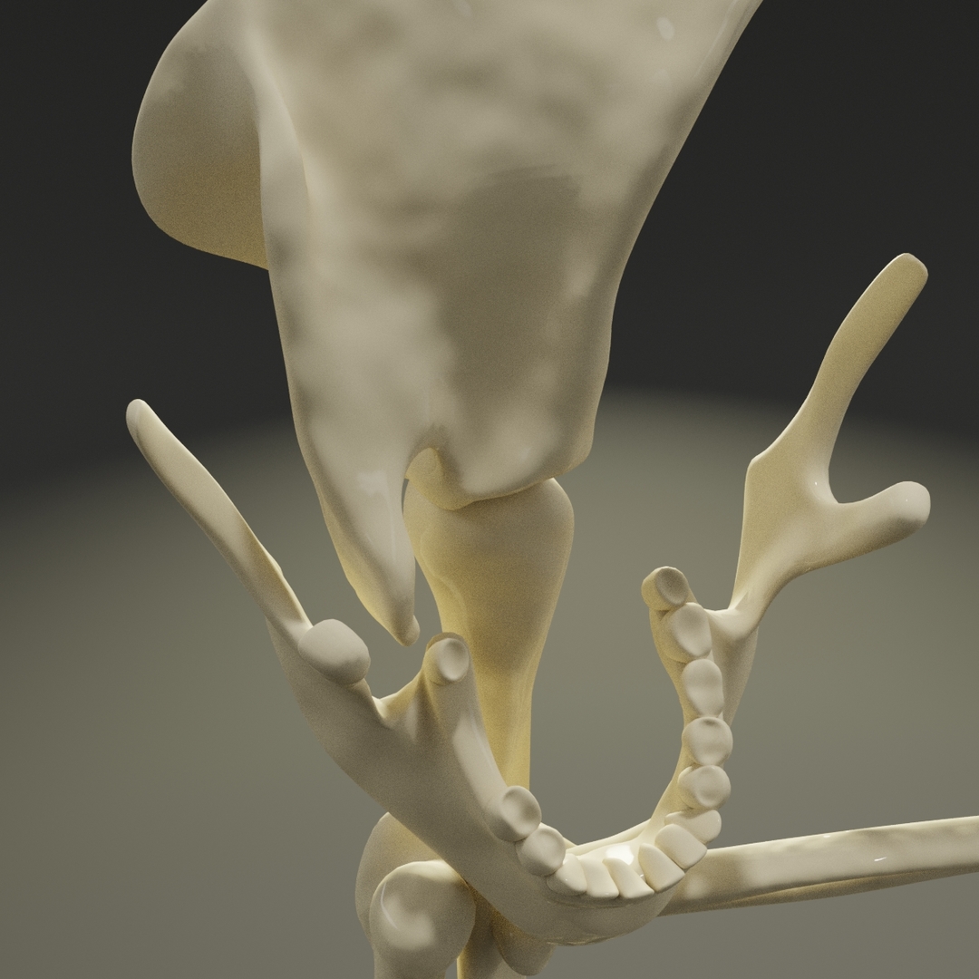 3D letter f bones skeleton model - TurboSquid 1544826