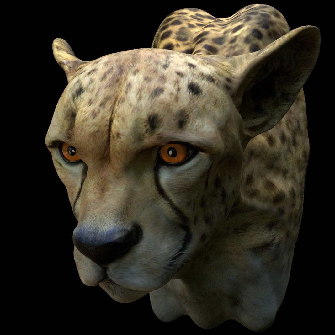 3D cheetah head - TurboSquid 1544936
