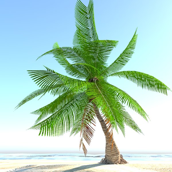 Palmera palm tree 3D model - TurboSquid 1545071