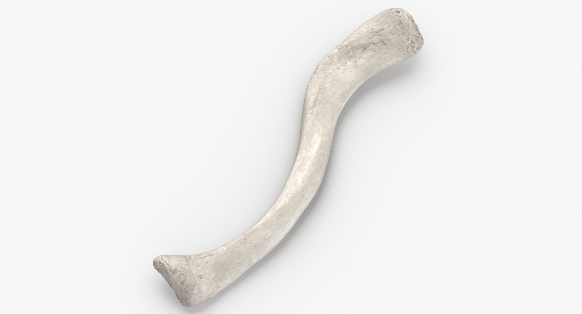 Human clavicle bone collarbone 3D model - TurboSquid 1545439