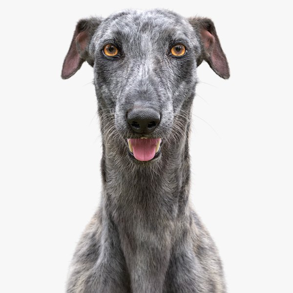 3D model realistic greyhound fur 2 - TurboSquid 1545509