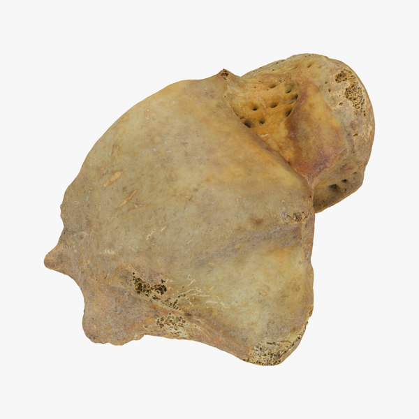 3D model talus bone 01 raw - TurboSquid 1545682