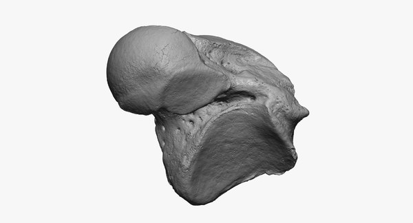 3D model talus bone 01 raw - TurboSquid 1545682