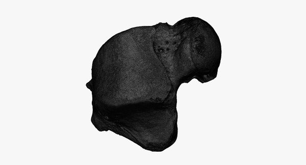 3D model talus bone 01 raw - TurboSquid 1545682