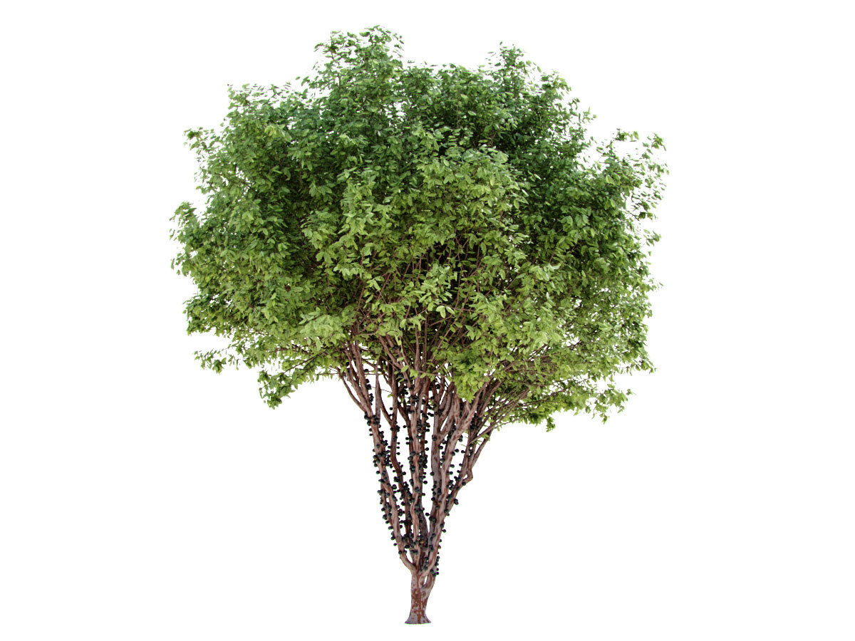 MYRCIARIA CAULIFLORA - JABUTICABEIRA Modelo 3D - TurboSquid 1539540
