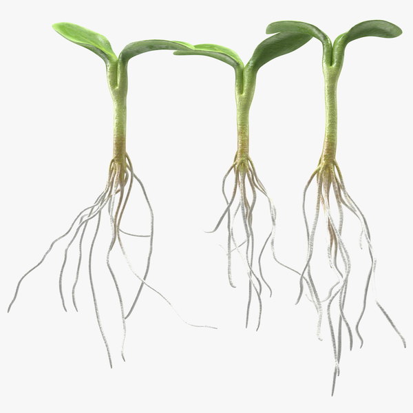 Sprout roots set 3D - TurboSquid 1546454