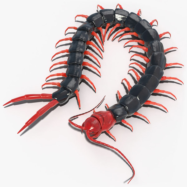 3D chinese red headed centipede - TurboSquid 1546066