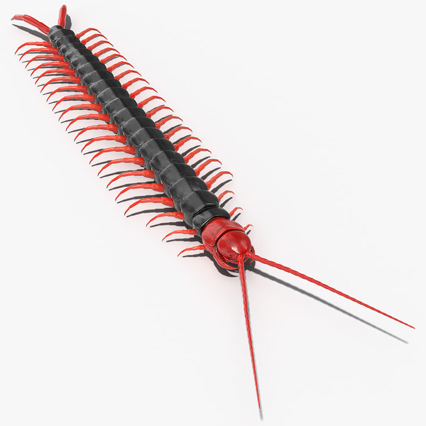 Scolopendra subspinipes mutilans model - TurboSquid 1546432