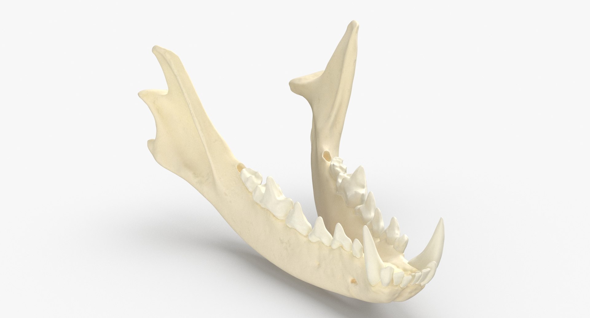 3D red fox jaw 01 - TurboSquid 1546088