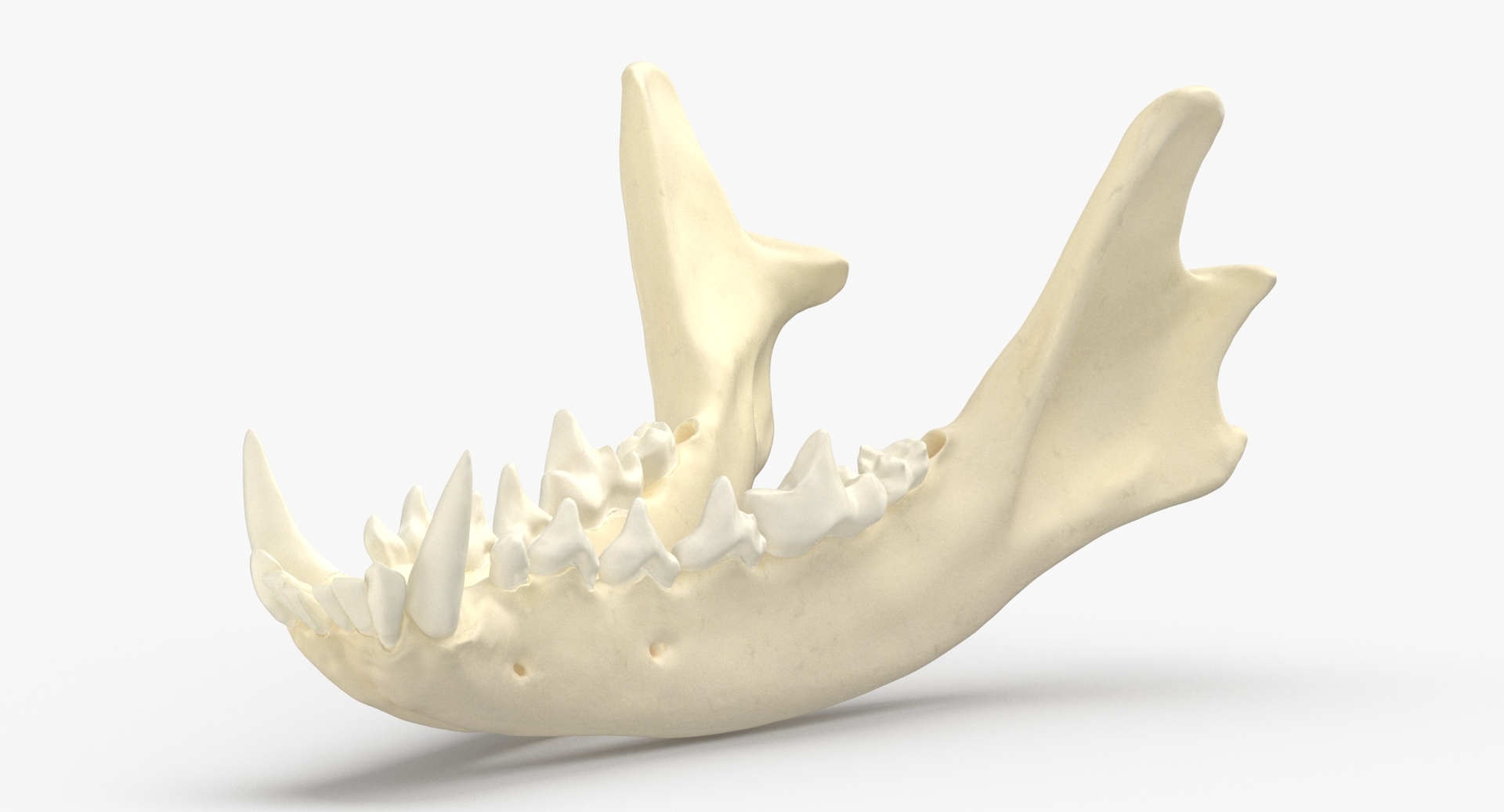 modelo 3d Mandíbula de zorro rojo 01 - TurboSquid 1546088