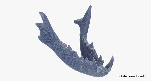 3D red fox jaw 01 - TurboSquid 1546088