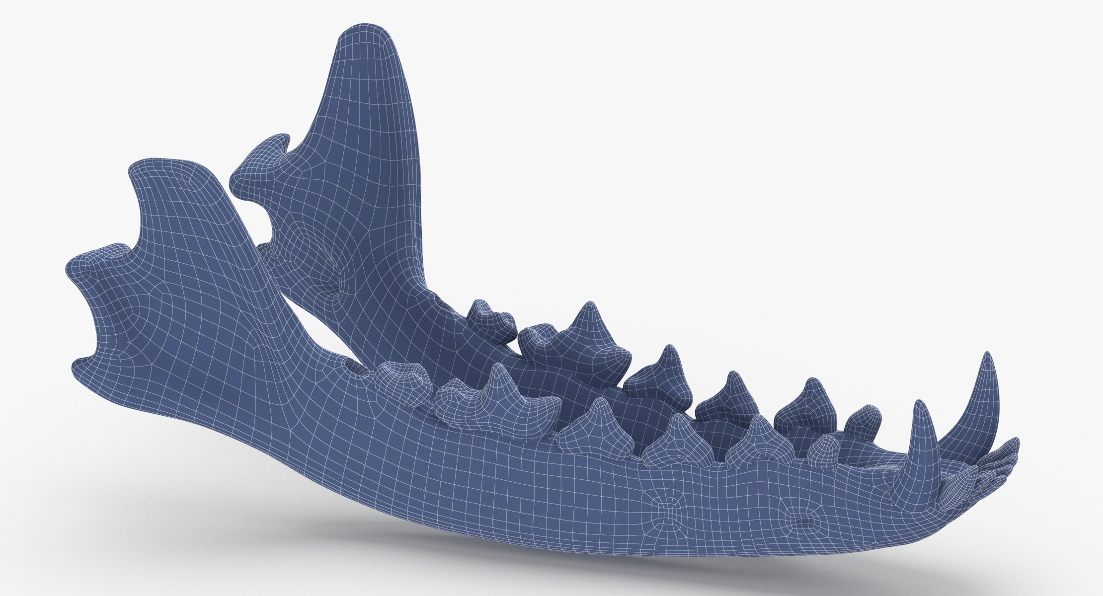 3D red fox jaw 01 - TurboSquid 1546088