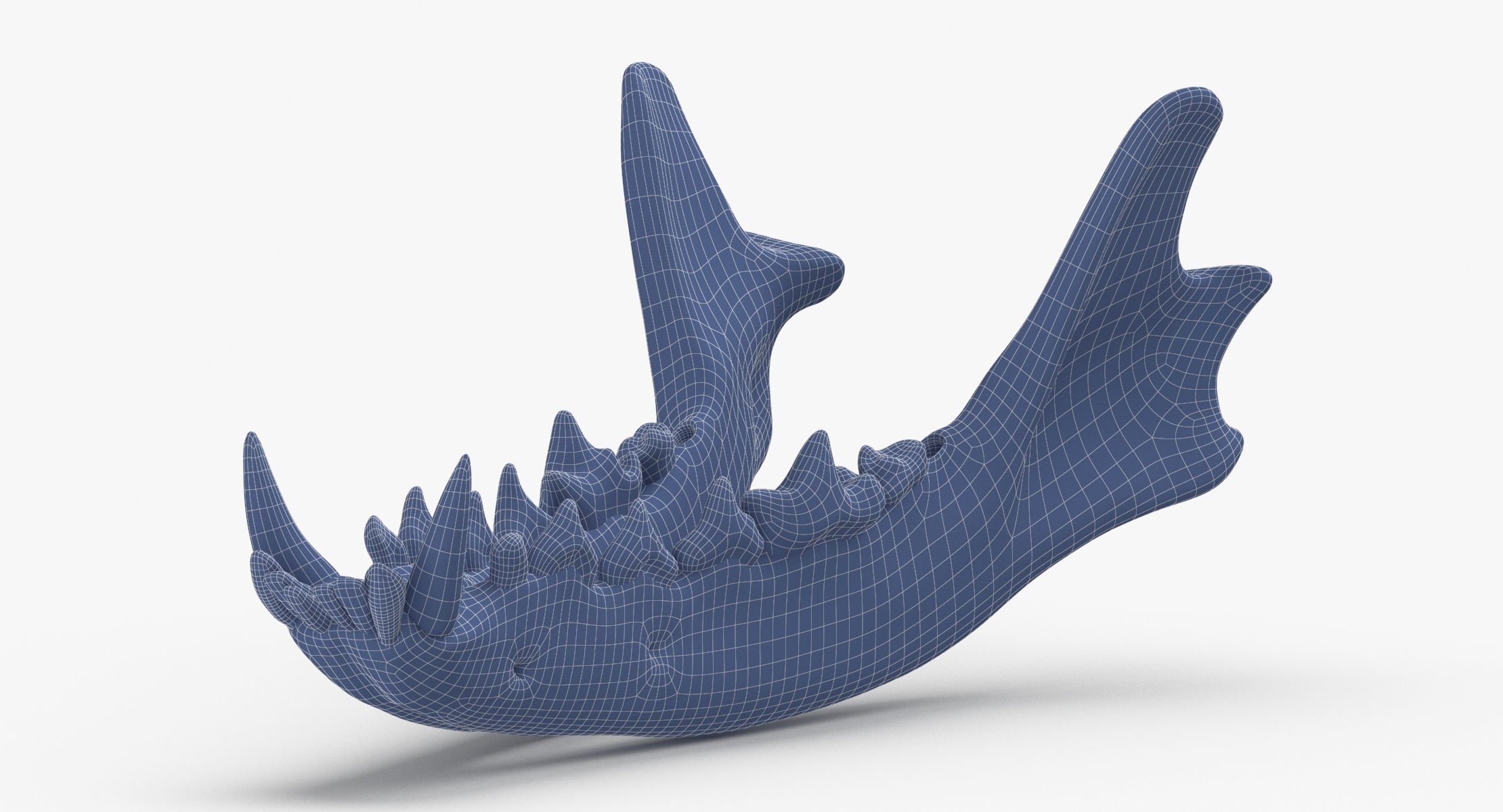 3D red fox jaw 01 - TurboSquid 1546088