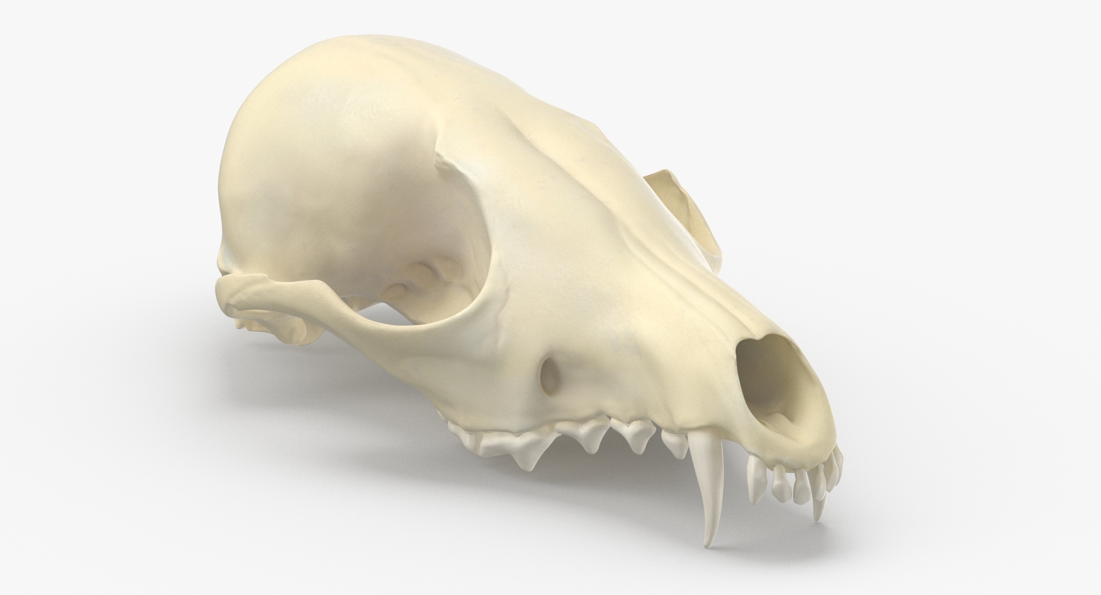 modelo 3d Cráneo de zorro rojo real 01 - TurboSquid 1538885