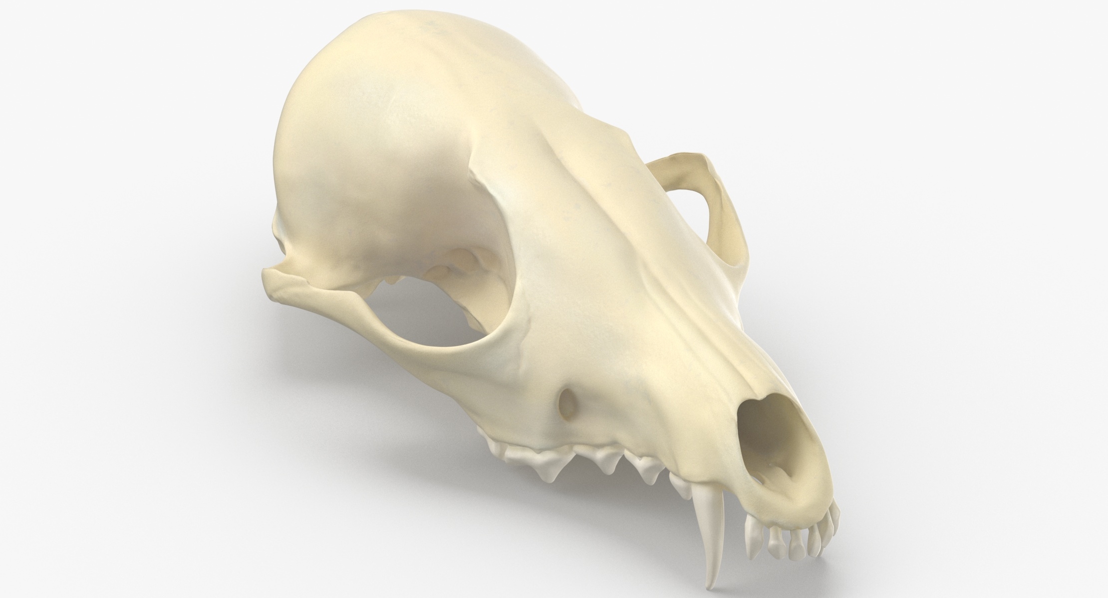Red fox skull 01 3D - TurboSquid 1538885