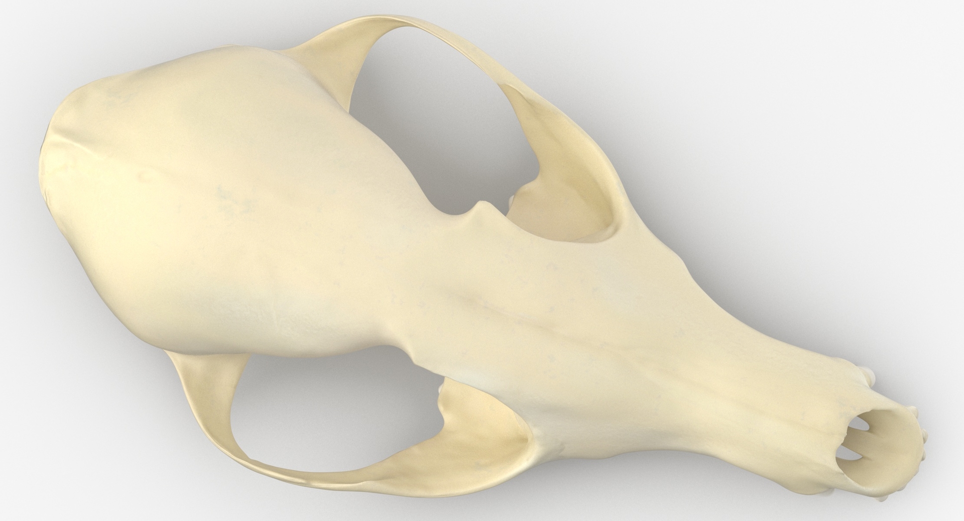 Red fox skull 01 3D - TurboSquid 1538885