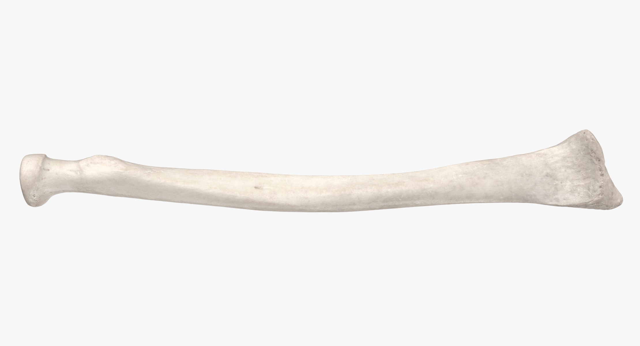 Human radius radial bone 3D model - TurboSquid 1546712