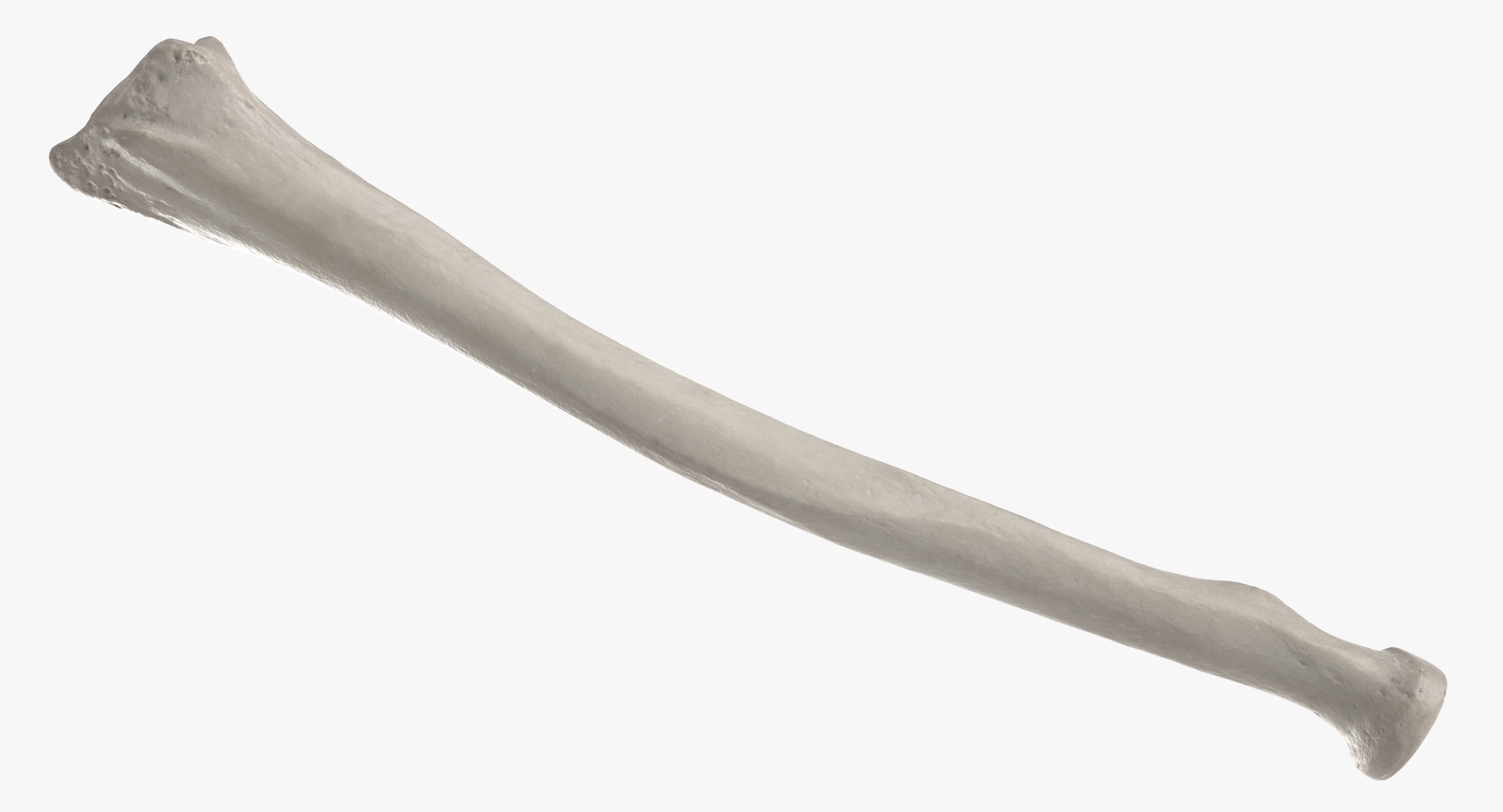 Human radius radial bone 3D model - TurboSquid 1546712