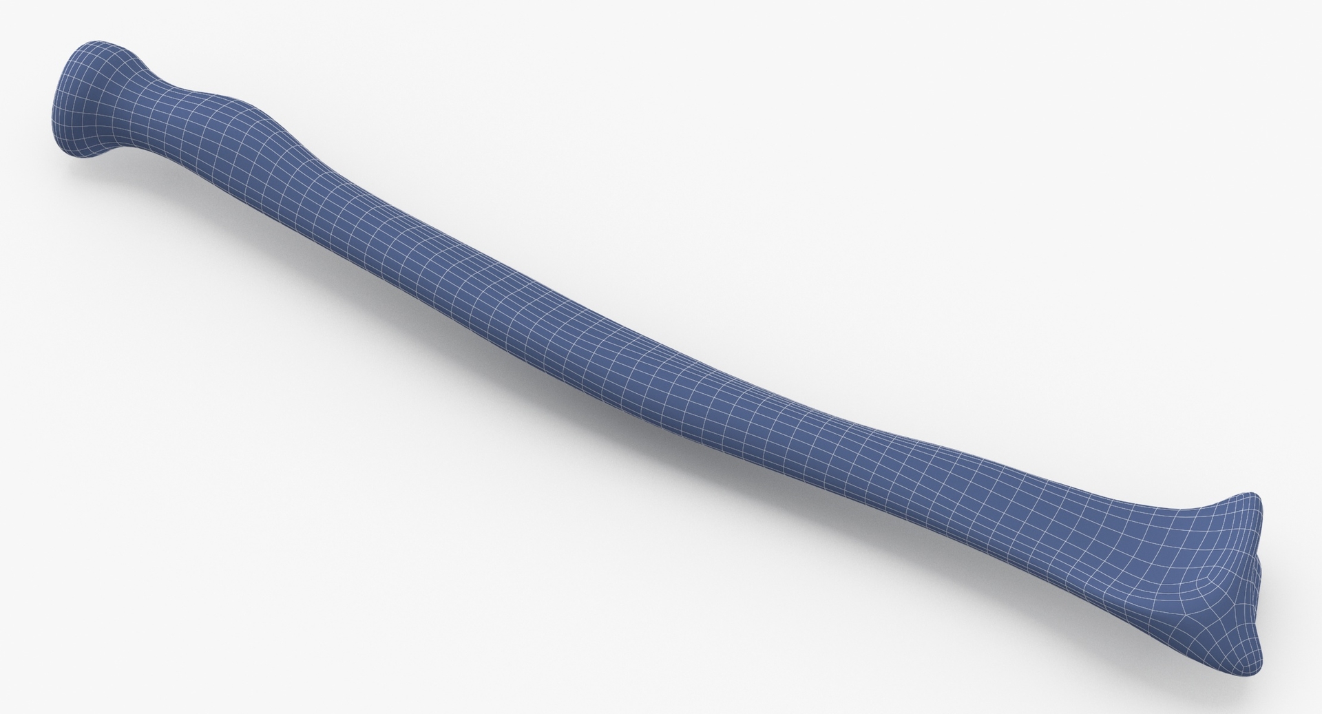 Real Human Radius Radial Bone 01 Weiß 3D-Modell - TurboSquid 1546712