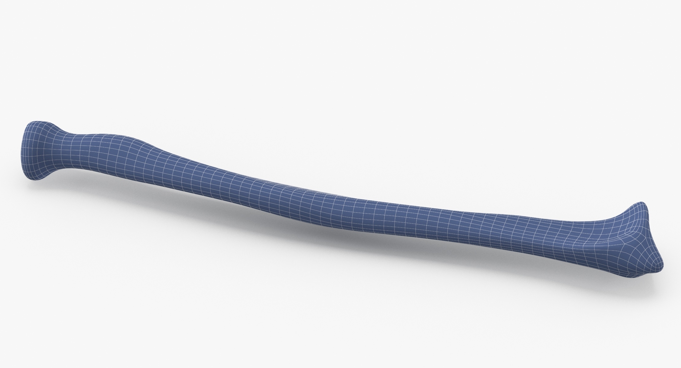 Human radius radial bone 3D model - TurboSquid 1546712