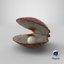 Clam shell pearl 3D model - TurboSquid 1544998