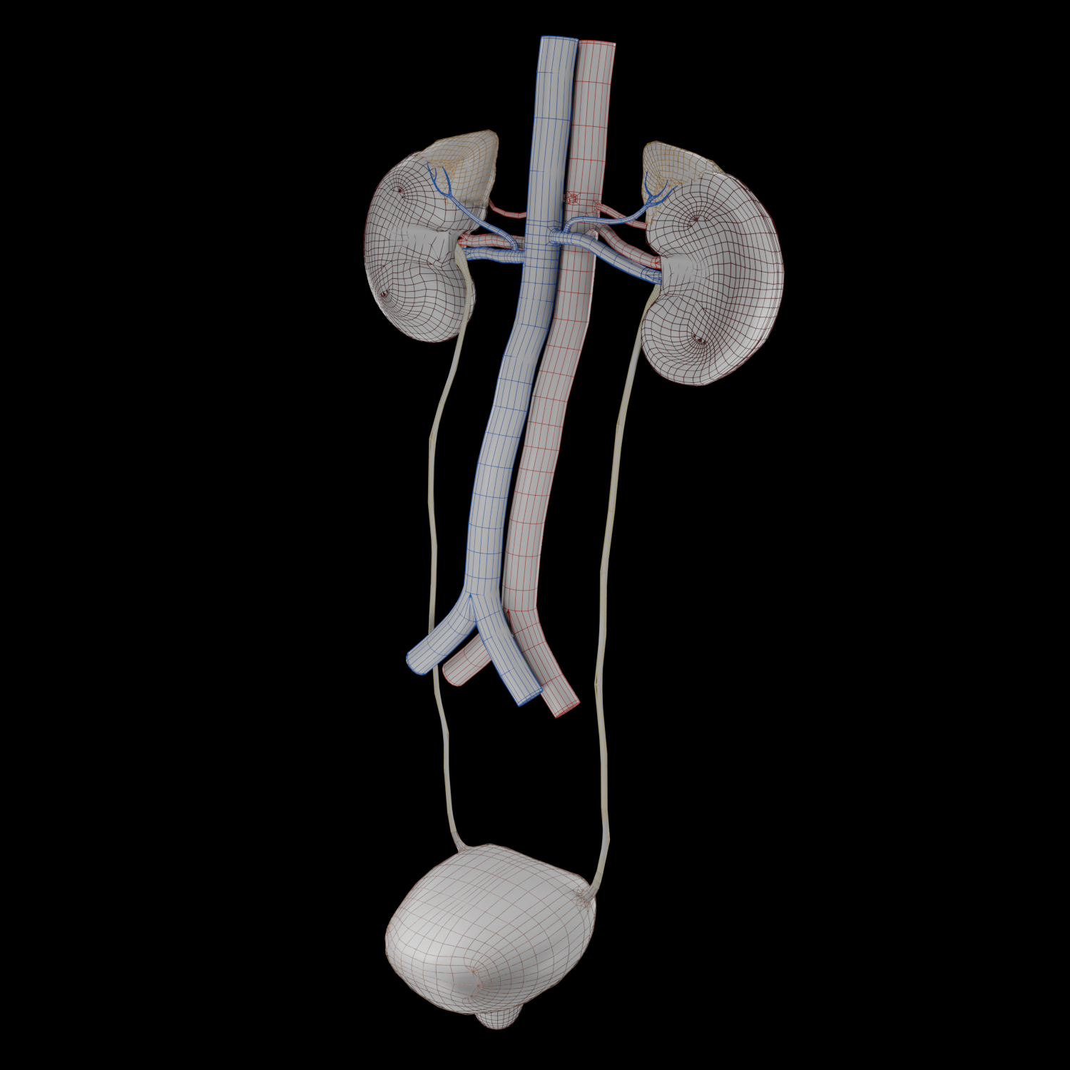 3D urinary kidney bladder model - TurboSquid 1546773