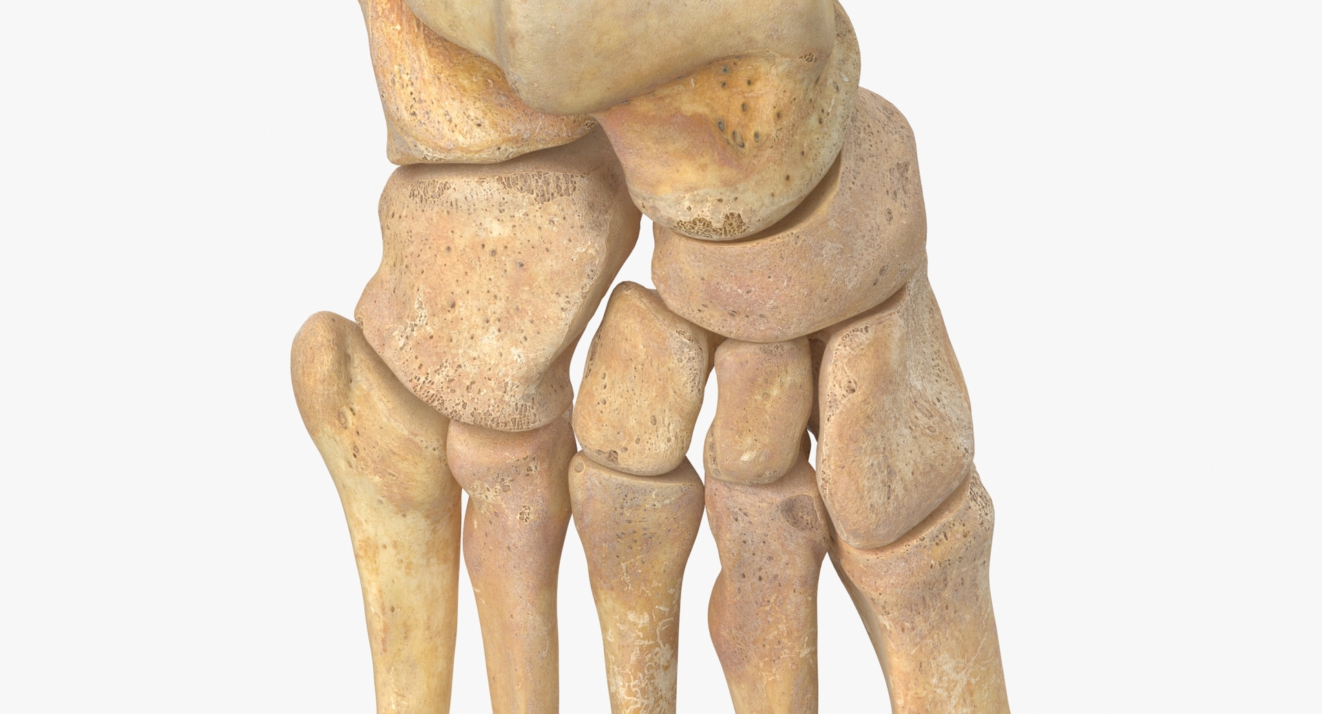 Human foot bones anatomy 3D model - TurboSquid 1547306