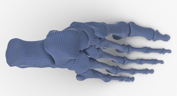 Human foot bones anatomy 3D model - TurboSquid 1547306