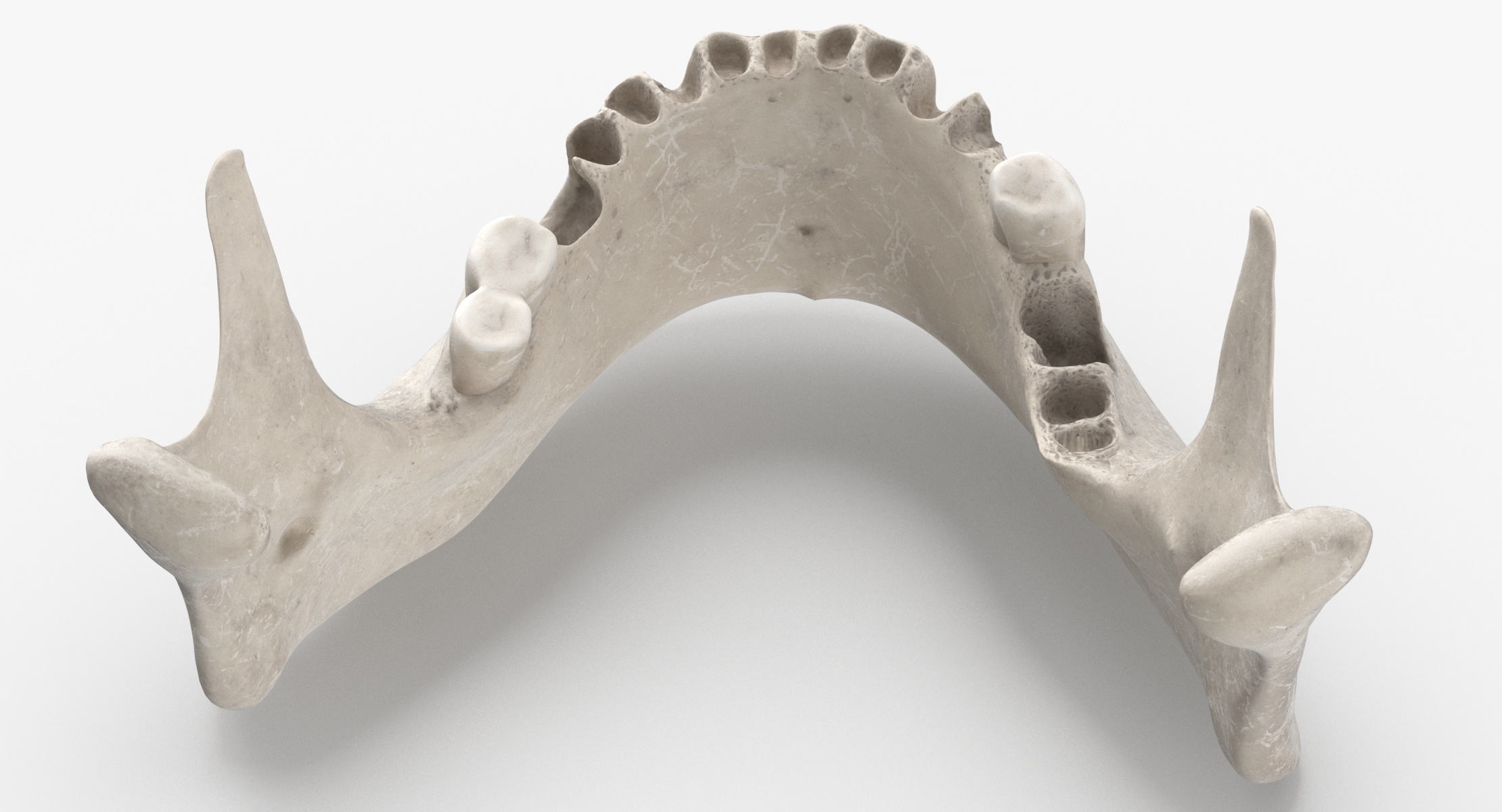 Human jawbone mandible 02 3D model - TurboSquid 1547302